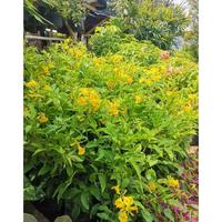 Jual Terlaris Tanaman tekomaria bunga kuning terompet / pohon tekomas ...
