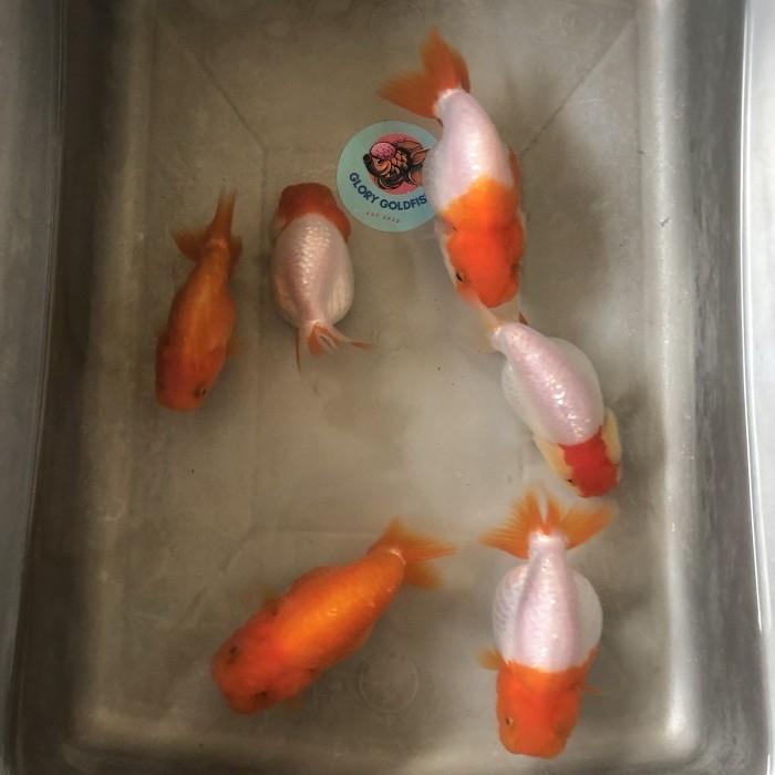 Jual Ikan Hias Mas Koki Ranchu Buffalo Lionchu Rancu Bufalo - XXL ...