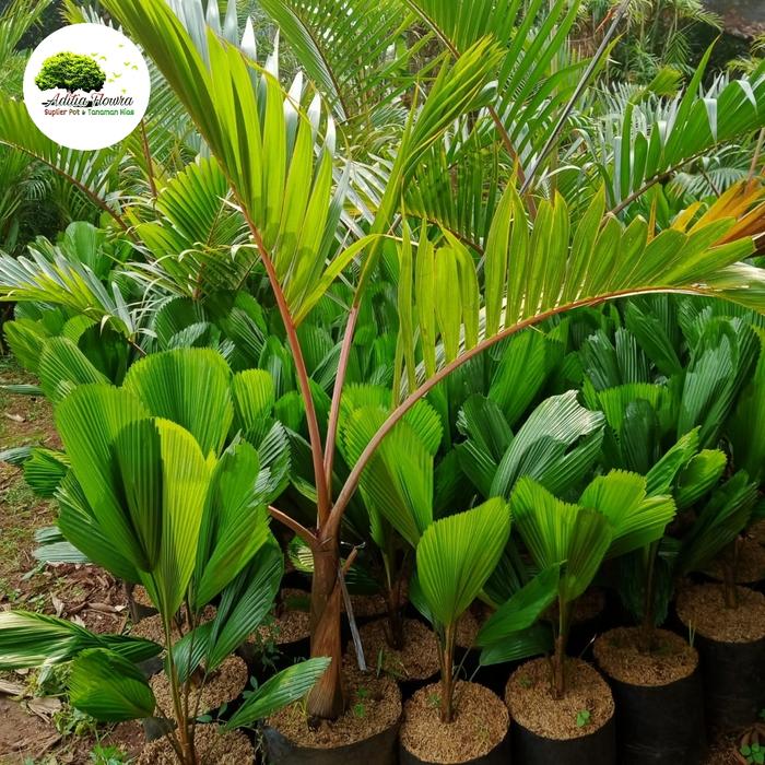 Jual pohon palem botol/palem botol ukuran 1meter - Kota Depok - CV ...