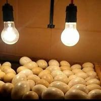 Jual CHIYODA Dop Lampu Pijar Suhu Panas 10W 15W 25W Watt Lampu Telur ...