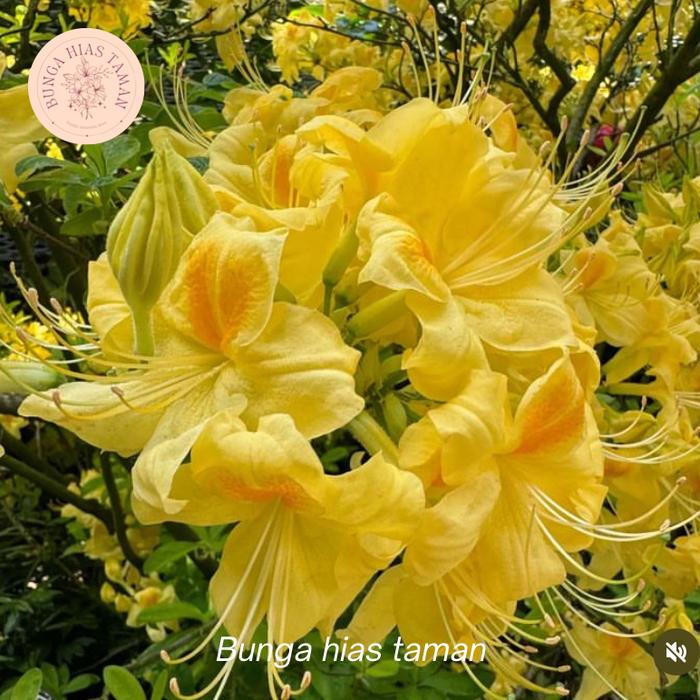 Jual Tanaman hias azalea bunga yellow tumpuk - bunga hias azalea ...