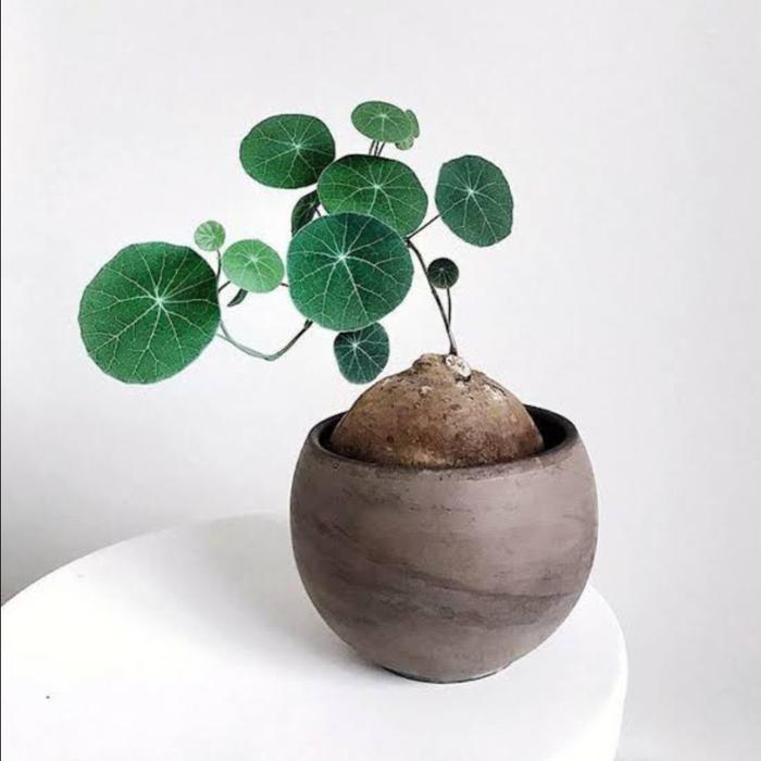 Jual Stephania erecta - Bumi Caudex Phyllanthus Tanaman Hias Indoor ...