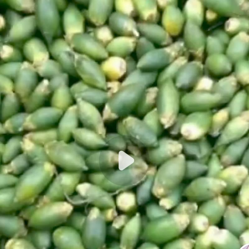 buah pinang atau jambe muda selalu segar - Shop | Tokopedia