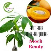 Jual Bibit Tanaman Buah Gandaria/Jatake/Pohon Buah Gandaria - Kota ...