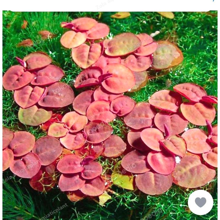 amazon frogbit merah tanaman apung aquascape phyllanthus fluitans ...