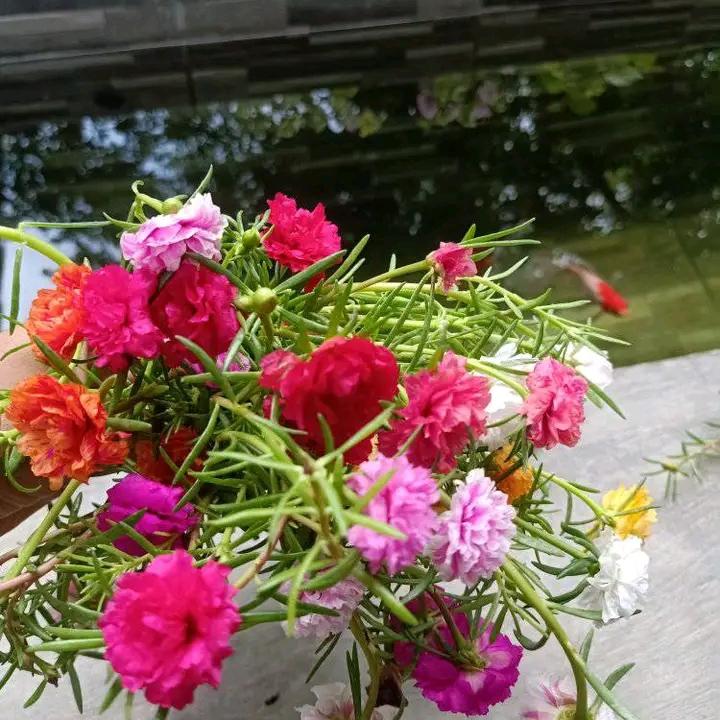 12 cuting stek batang bunga krokot mawar tanaman hias 2-5warna - Shop ...