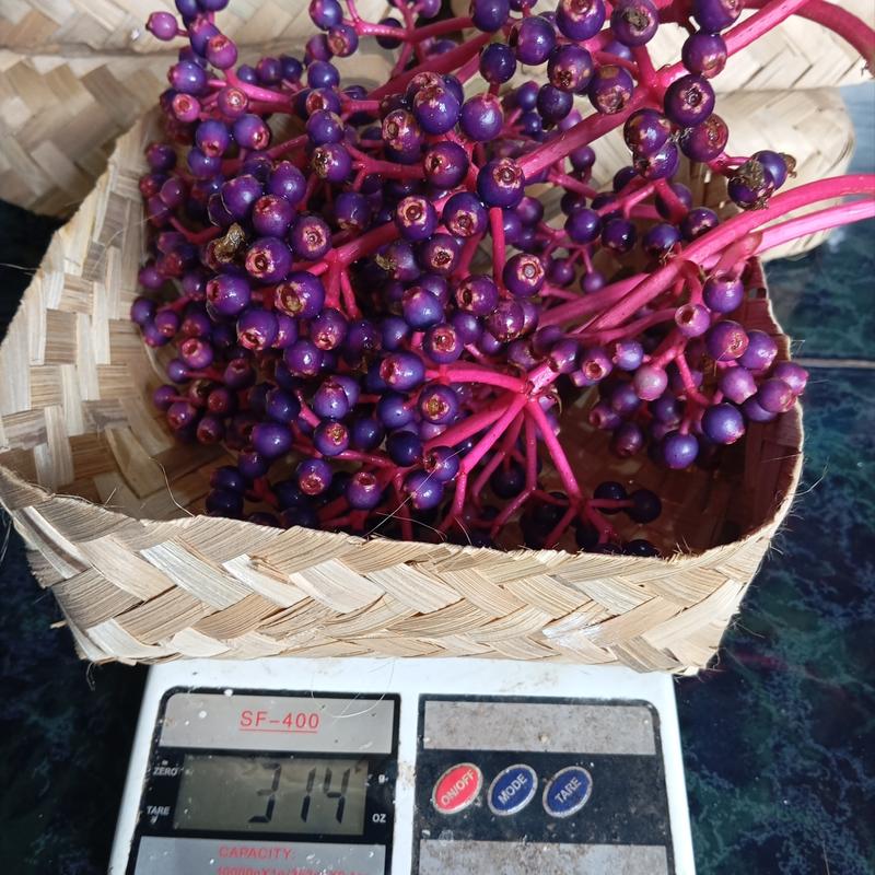 Parijotho . Buah parijotho Untuk kesuburan Kehamilan - Shop | Tokopedia
