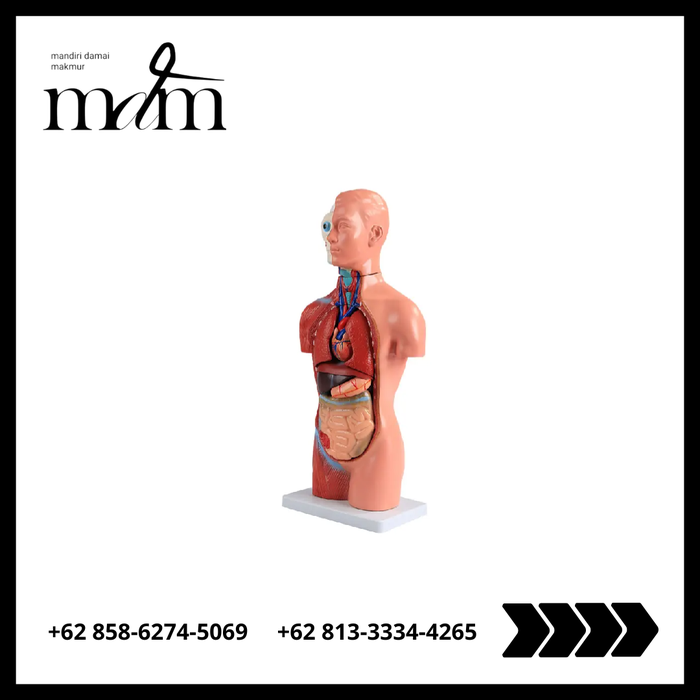 Jual 42cm 18 Parts Asexual Torso Model Human Body - Kab. Sidoarjo ...