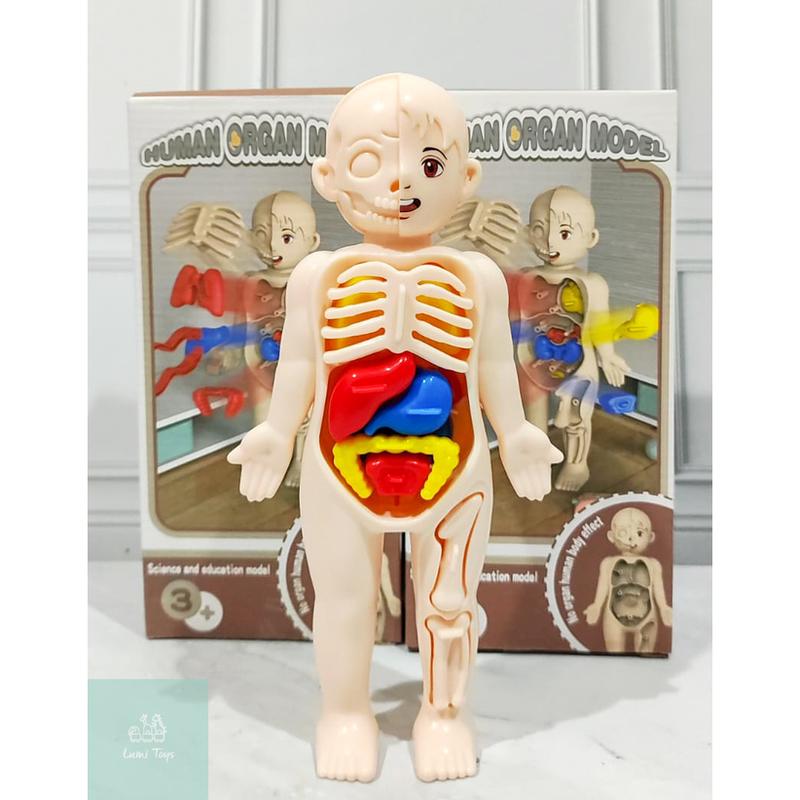 Mainan Anak Edukasi Human Organ Model Figure Manusia Peraga 349AB ...