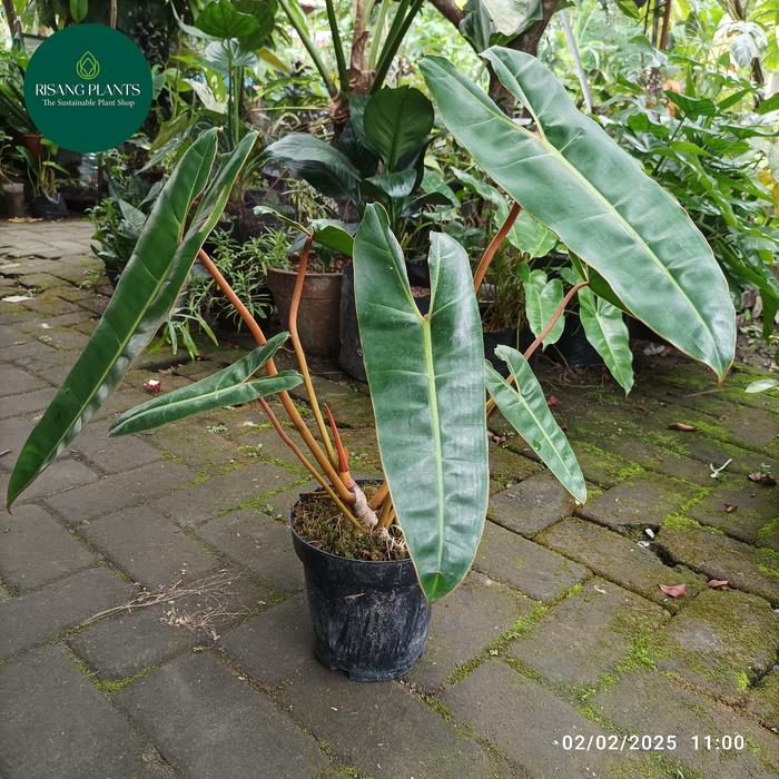Jual philodendron billietiae kabel busi tanaman hias - Kab. Sleman ...