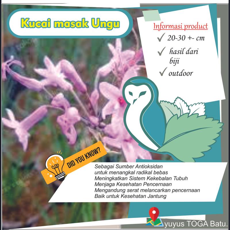 Kucai Masak Bunga Ungu (Allium tuberosum var. purple) – Tanaman - Shop | Tokopedia