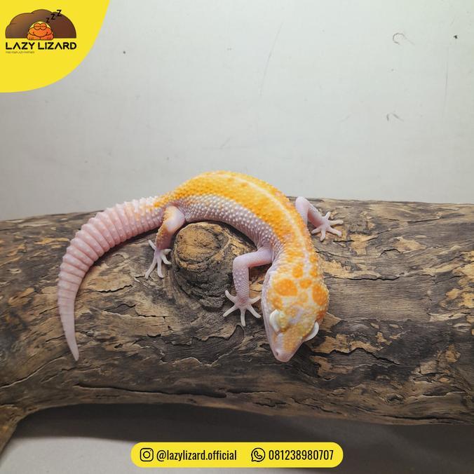 Jual Promo White and Yellow Leopard Gecko - C09.29 - Jakarta Barat ...