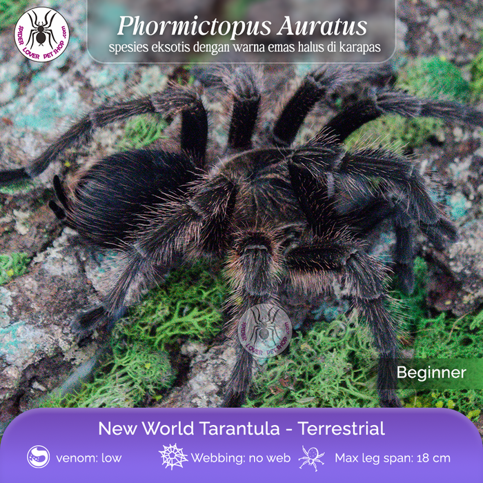 Jual PHORMICTOPUS AURATUS FEMALE TARANTULA - Kota Bandung - spider ...