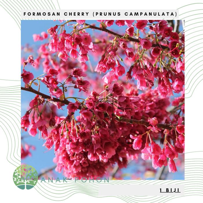 Jual Benih Bibit Biji - Bunga Formosan Cherry Taiwanese Cherry Blossom ...