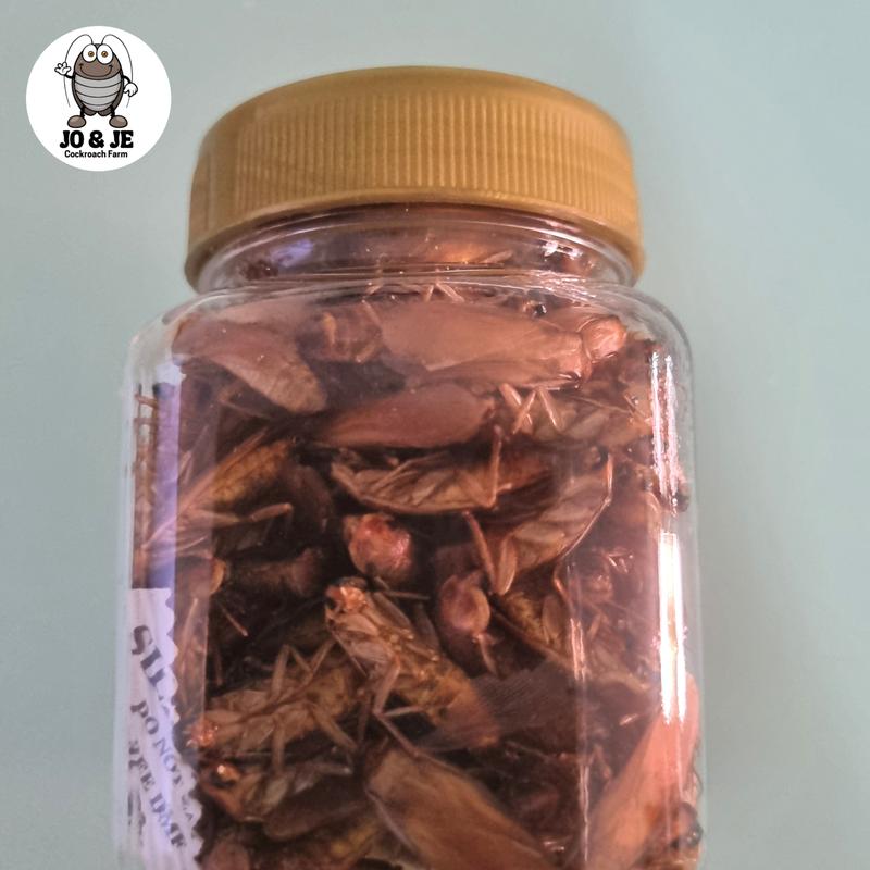 Kecoa Turkish Jantan kering - Dried male turkish cockroach cemilan ...