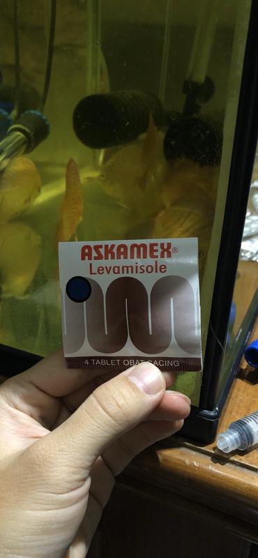 Obat cacing levamisole hewan ikan discus berput berak putih - Shop ...