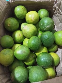 JERUK NIPIS BESAR 1 kilogram / fresh / baru / 1000 gram buah - Shop ...