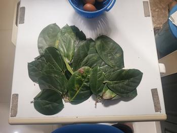 ready DAUN CINCAU HIJAU SEGAR - Shop | Tokopedia