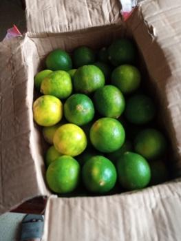JERUK NIPIS BESAR 1 kilogram / fresh / baru / 1000 gram buah - Shop ...