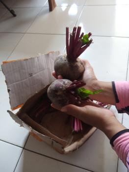 buah bit/beet root freshorganik 1 kg - Shop | Tokopedia