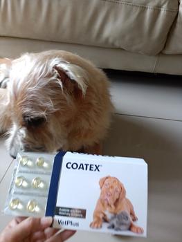 VetPlus Coatex EFA, 15 Soft Capsule (1 Strip) - Shop | Tokopedia