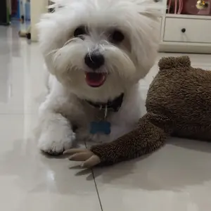 Papillon Makanan Hewan Cooked Chicken with Pumpkin & Spinach 1kg ...