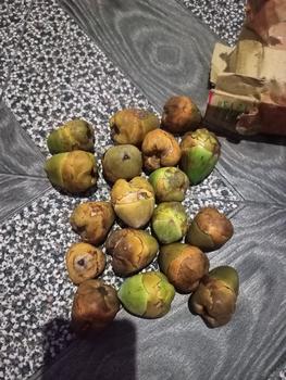 Tembuluk buruluk pentil kelapa pengobatan alternatif - Shop | Tokopedia