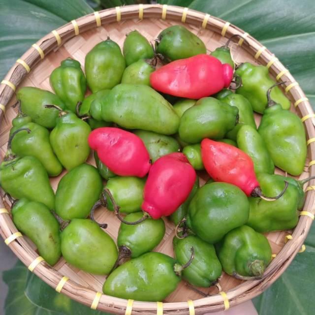 isi per paket 10 biji - Benih Cabe GENDOT (cabe Bendot, cabe Gendol ...