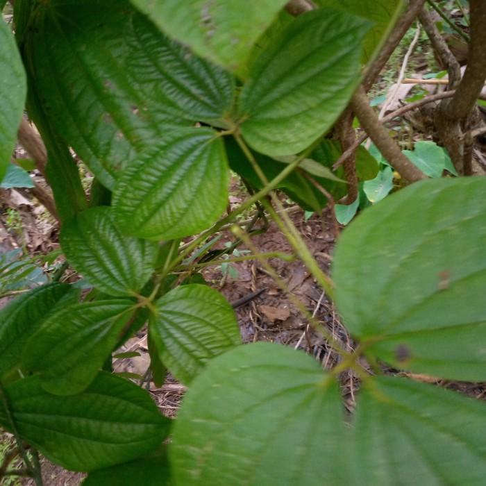 daun gadung segar/250gr - Shop | Tokopedia