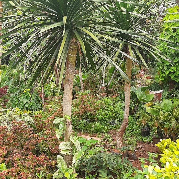 Jual MURAH pohon pandan bali ukuran 2 meter - Kota Depok - Wijaya Flora ...