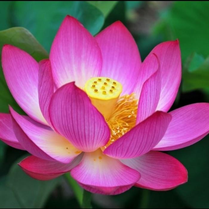 biji bunga teratai lotus benih - Shop | Tokopedia