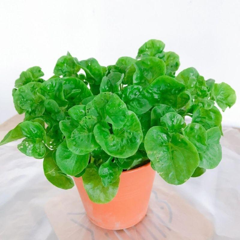 Bibit bayam brazil / Bayem brajil brasil / Brazillian Spinach - Shop ...