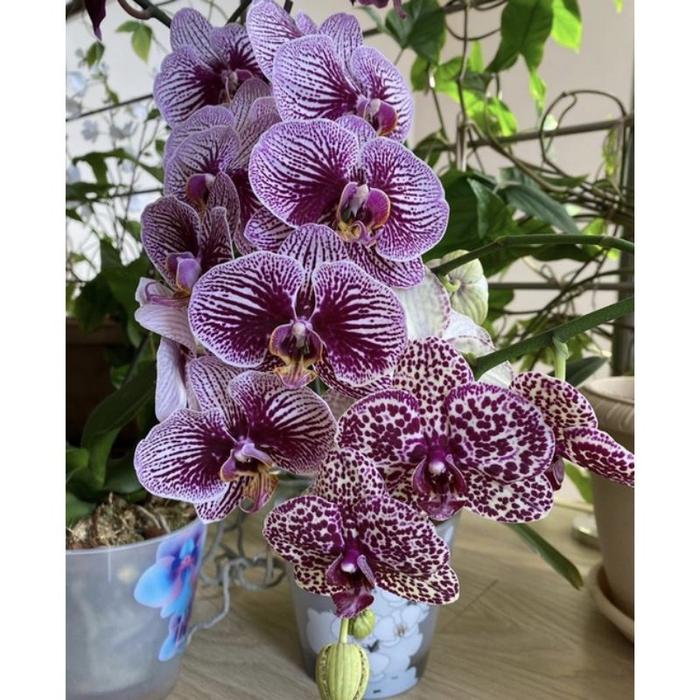 Promo Seedling anggrek dendrobium black stripes / Bunga Anggrek hidup ...