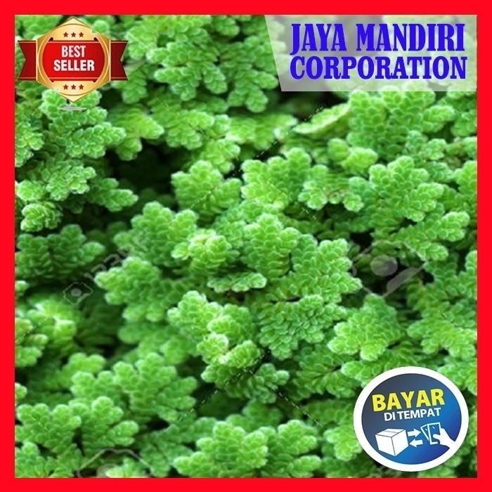 bibit azolla microphylla 100 gram pakan alternatif ikan dan unggas ...