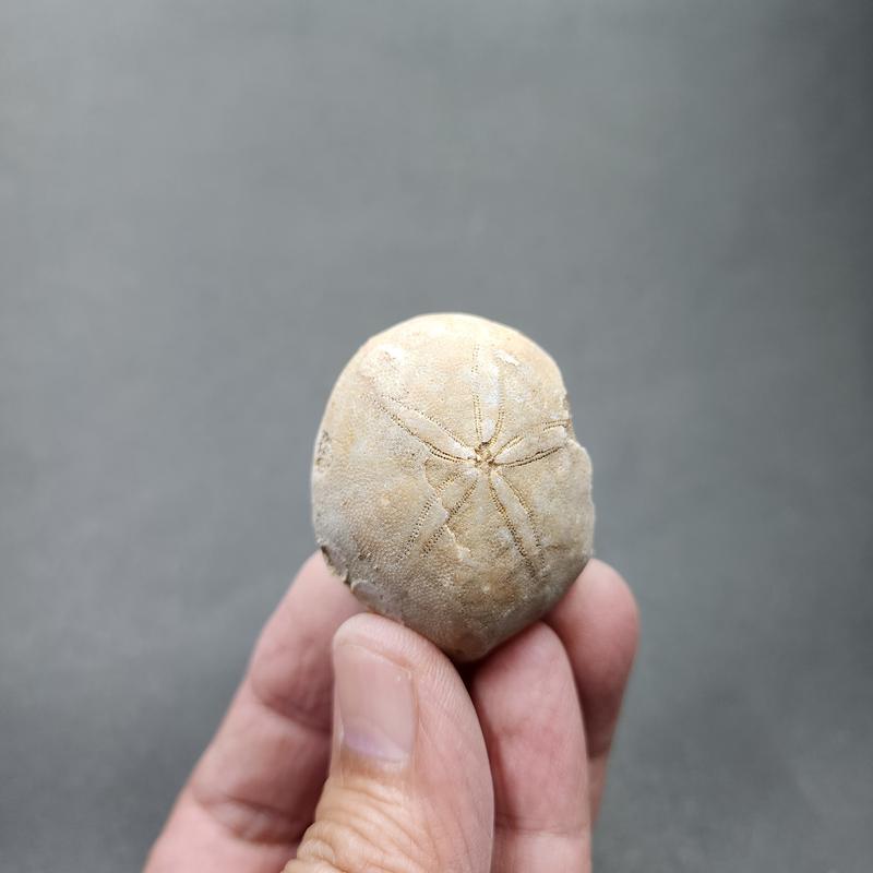 Unique | Sea Urchin Echinoidea Fossil Batu Fosil Bulu Babi West - Shop ...