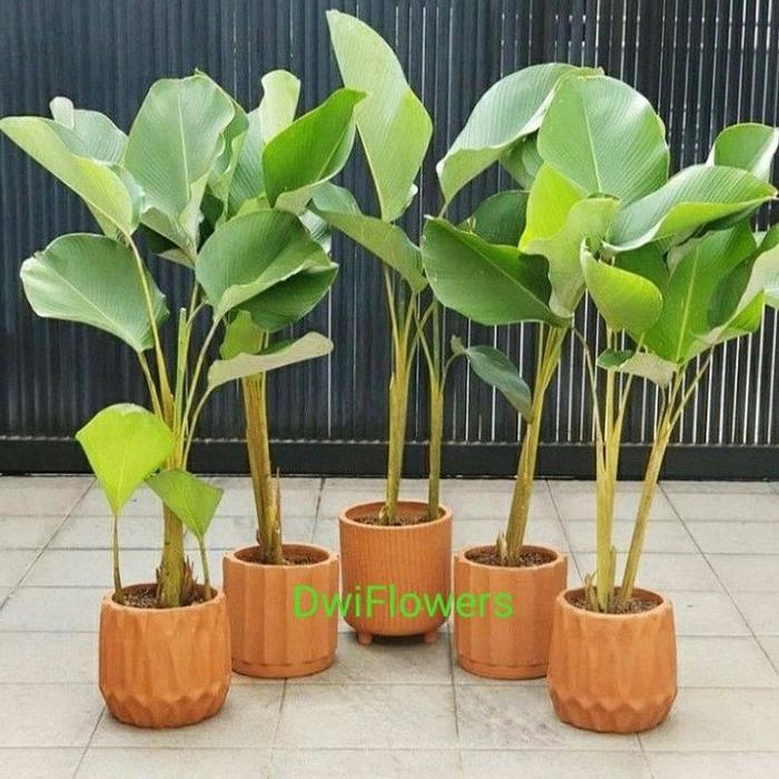 Promo ( BISA COD ) Tanaman Hias Calatea Lutea Pisang Calathea Tanaman ...