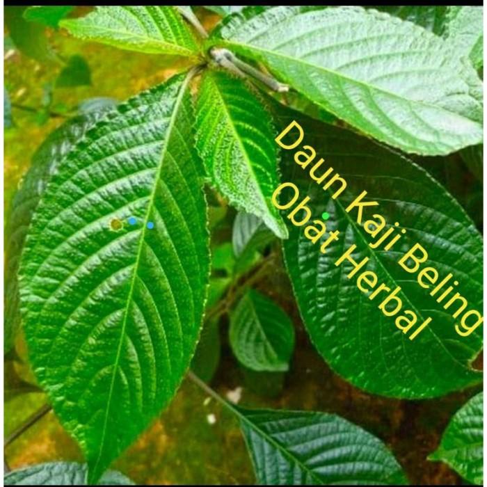 Daun Keji Beling Segar Paket 1kg Hemat Fresh Obat Herbal 100% - Shop ...