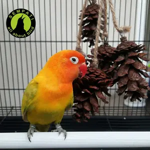 Liquid Carbon / Karbon Cair Aquascape (High-Concentration) 250Ml - Shop ...