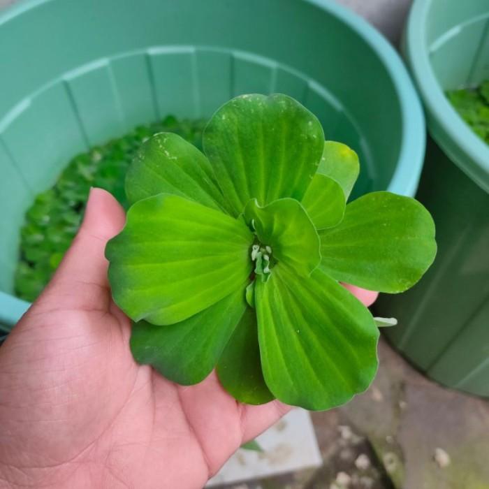 daun tanaman enceng eceng gondok apu-apu murah aquascape aquarium ...