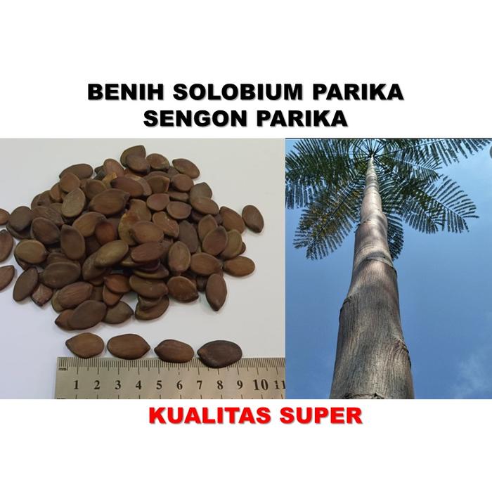 Jual Benih Sengon Parica / Solobium Parica/ Sengon Brazil 10 Biji Bibit ...