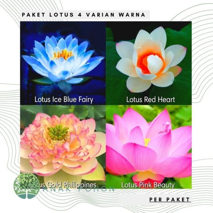 Biji Buah Teratai Lotus Miks Siap Tanam Bibit Biji Siap Teba - Shop ...