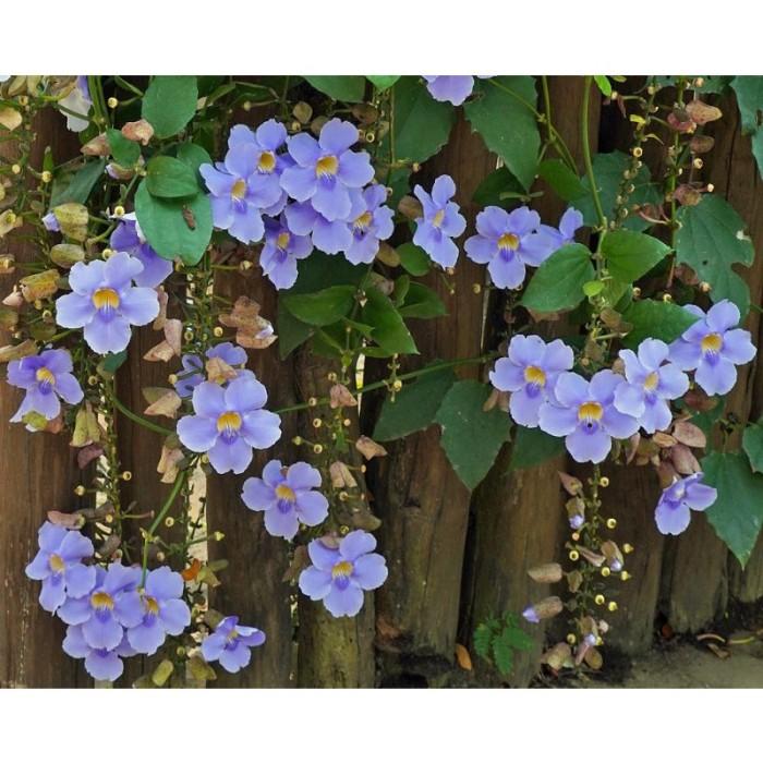 Jual Ready JT fahriorchid - thunbergia grandiflora - pergola garasi at ...