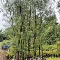 Jual Pohon Peneduh Janda Merana | Pohon liangliu terbatas - Jakarta ...
