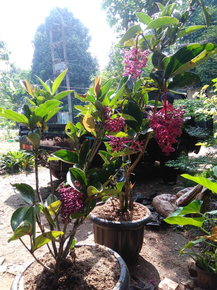 Jual Pohon Parijoto atau Pohon Harendong atau Pohon Senggani - Kab ...
