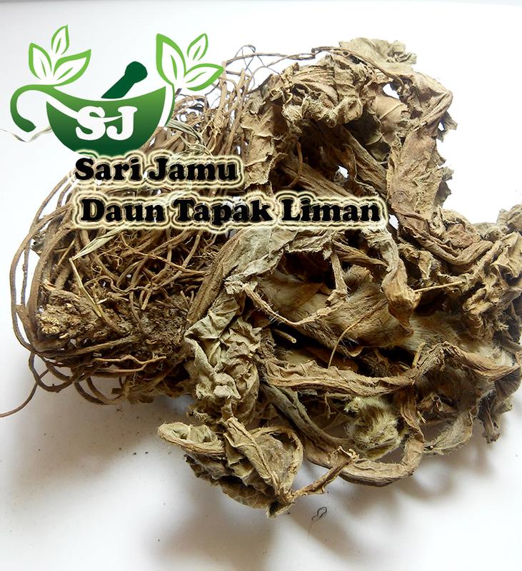 Jamu Herbal Tradisional Daun Tapak Liman 500 Gr - Shop | Tokopedia
