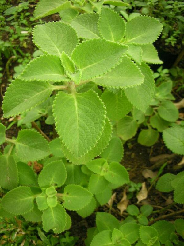 Daun Bangun Bangun / daun jinten bebas peptisida - Shop | Tokopedia