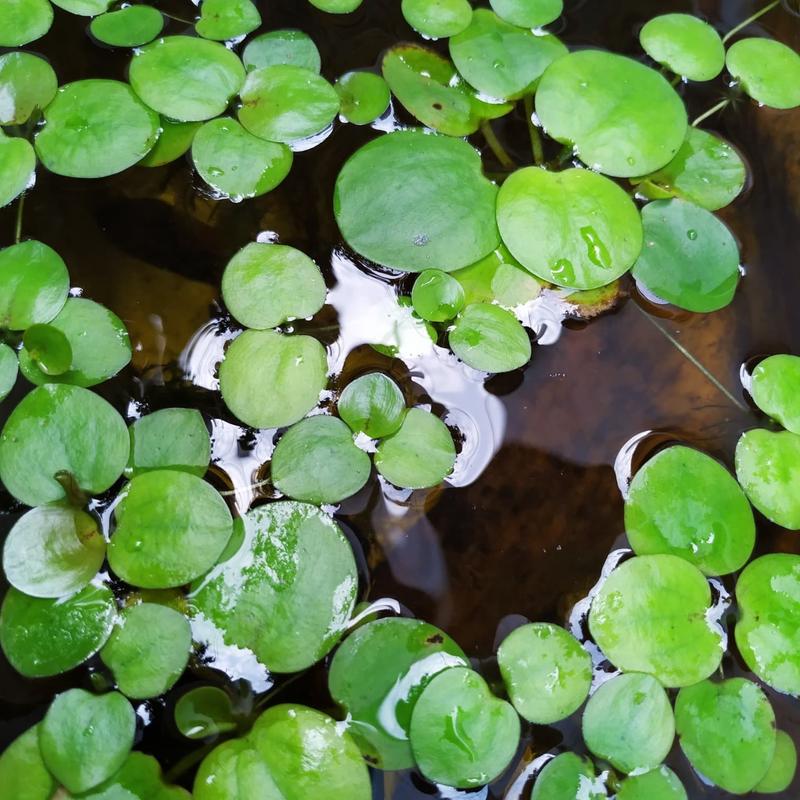 Tanaman Amazon Frogbit - Shop | Tokopedia