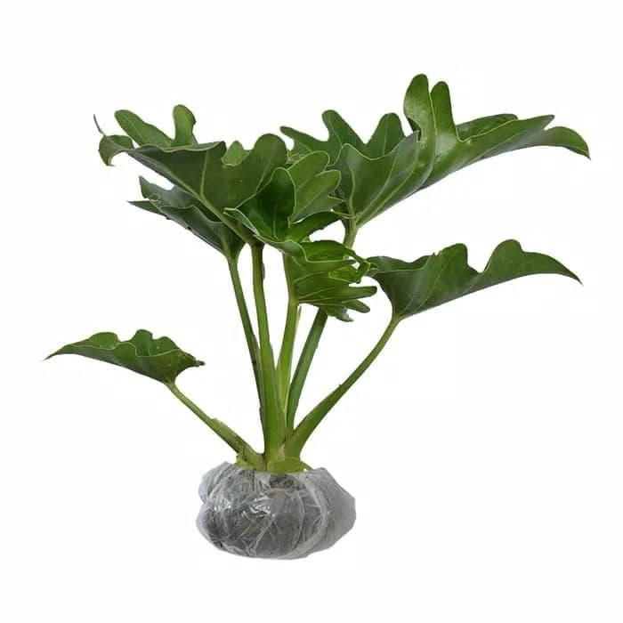 tanaman philodendron / philo dendrum (size baby) - Shop | Tokopedia