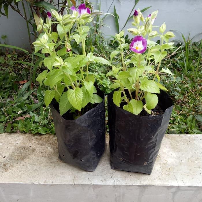Jual Polybag Tanaman 1kg Plastik Tebal Hitam Semai Bibit Tanam Poly Bag ...