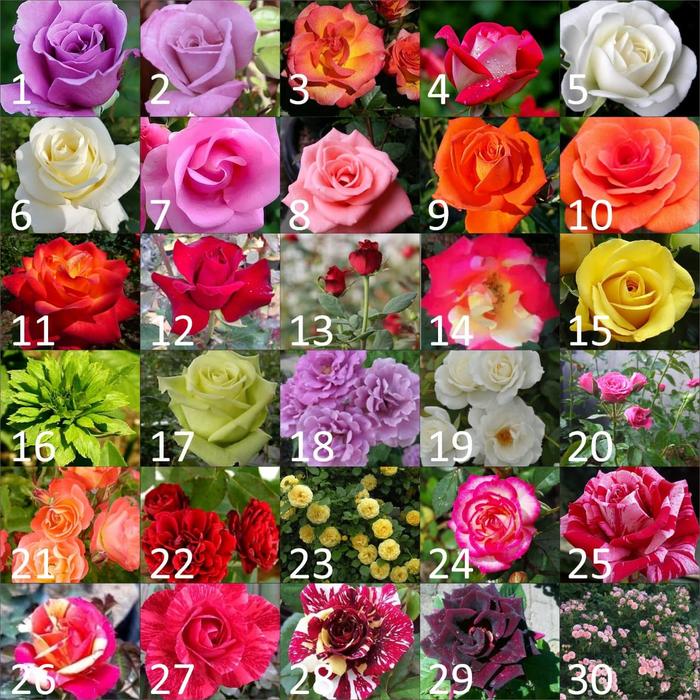 Jual Paket Tanaman Mawar 10pc – Rosa spp. | Bunga Cantik & Harum, Cocok ...